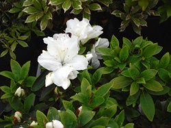 Azaleas Donegal from Dunwiley Nurseries Ltd., Stranorlar, Co. Donegal ...
